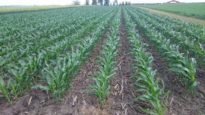 Monocropping: Meaning, Advantages and Disadvantages » Jitefarms