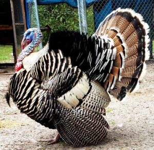 Breeds of turkey: All The Turkey Breeds You Should Know » Jitefarms