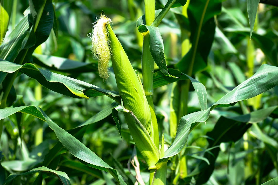 Annual Crops Jitefarms