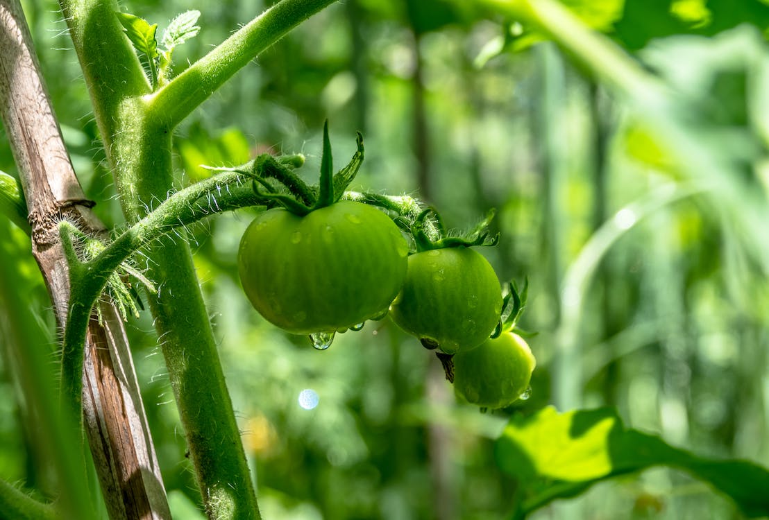 How To Grow Tomatoes From Plants » Jitefarms
