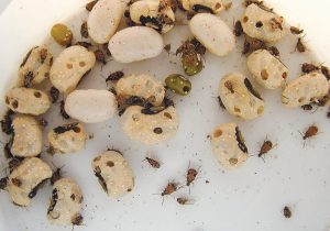 How To Get Rid Of Bean Weevils » Jitefarms