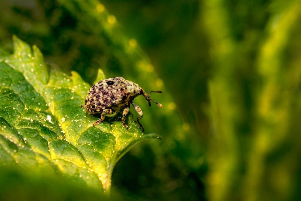 How To Get Rid Of Bean Weevils » Jitefarms