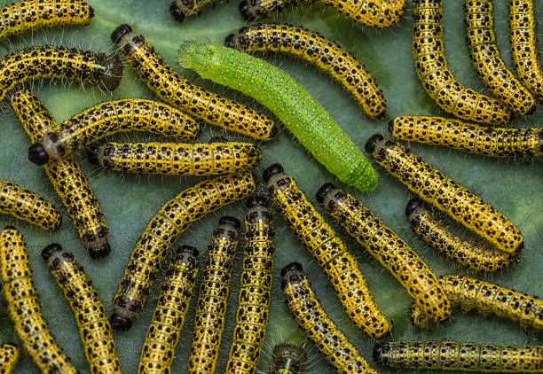 Cabbage Worms: Identification, Prevention & Control » Jitefarms