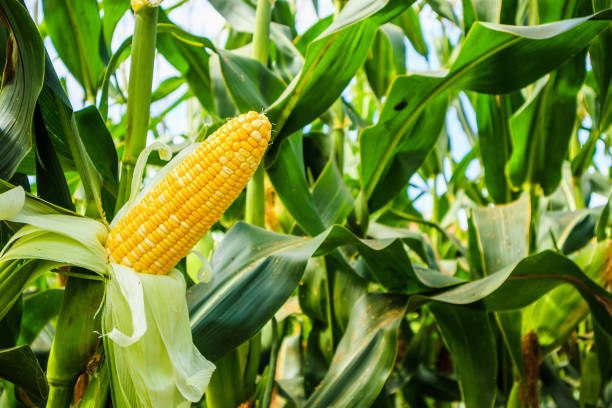 Maize Farming: A Complete Guide » Jitefarms