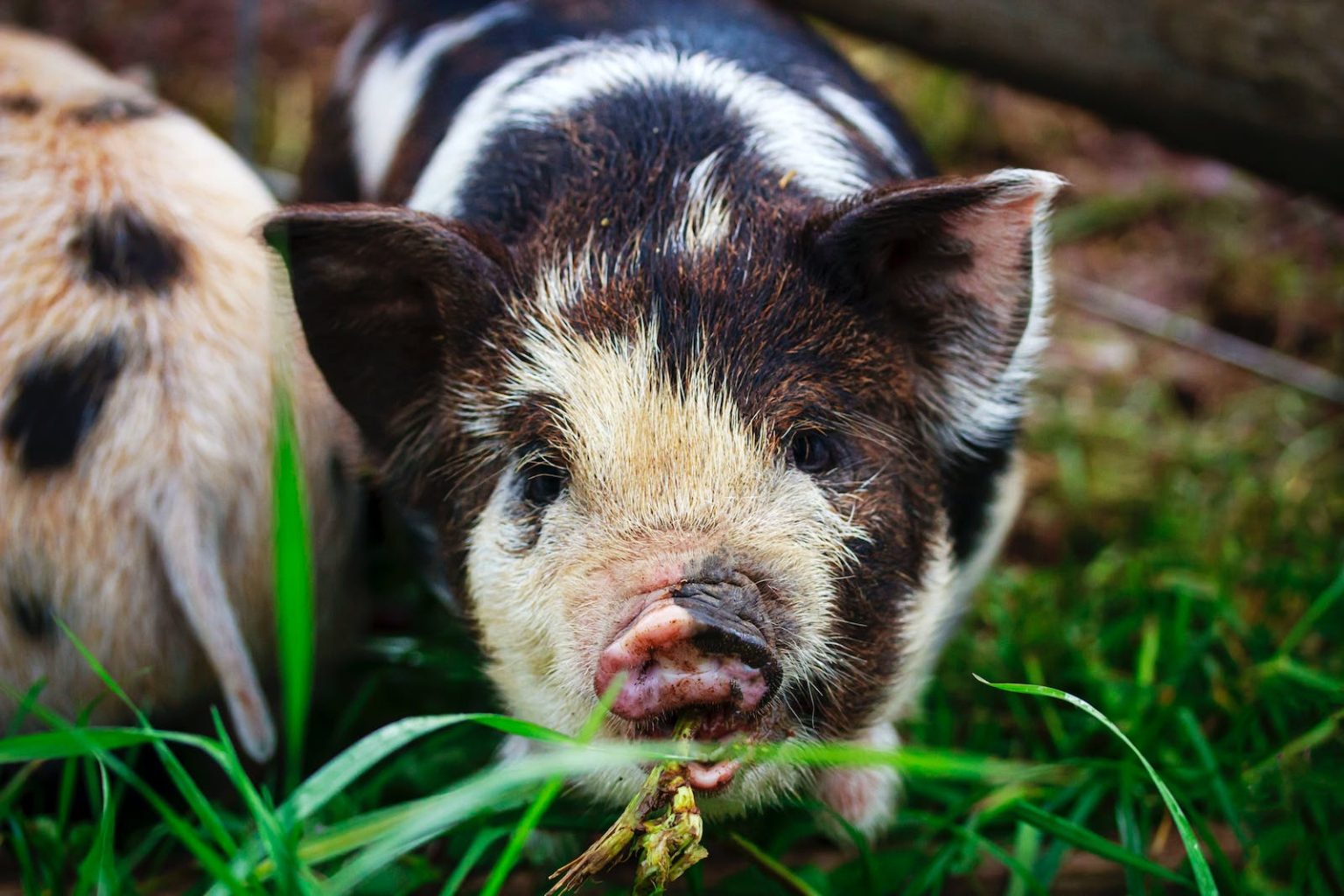 Which Breed Of Pig Is Best As A Pet? » Jitefarms