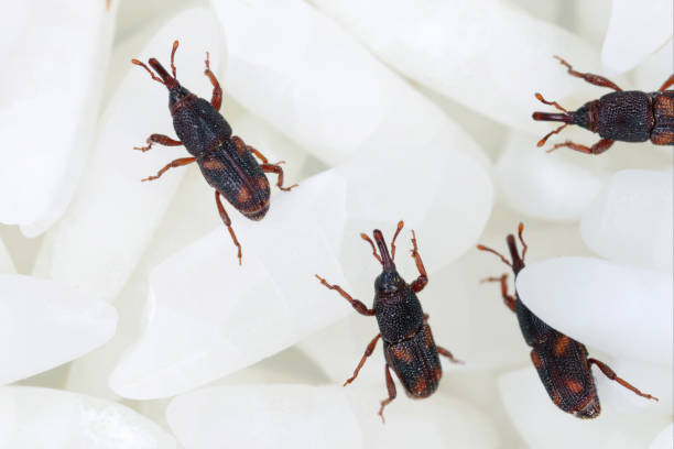 How To Get Rid Of Rice Weevils » Jitefarms