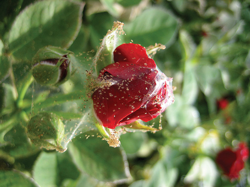 Spider Mites on Roses: Identification, Prevention, and Control » Jitefarms