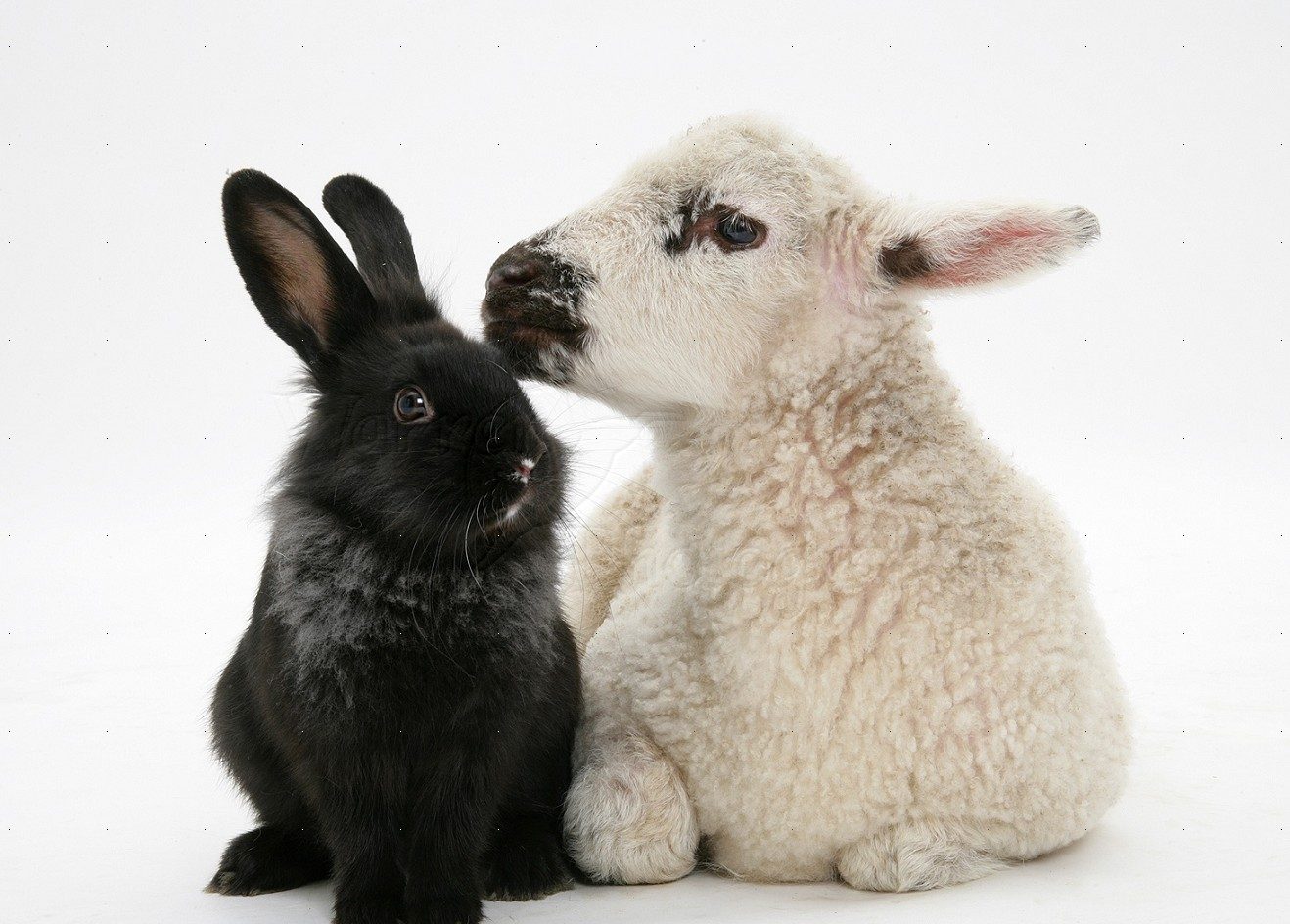 Difference Between Ruminant And Non Ruminant Animals » Jitefarms