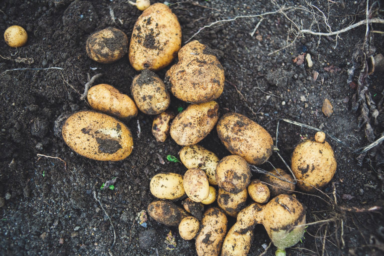 Root and Tuber Crops Examples » Jitefarms