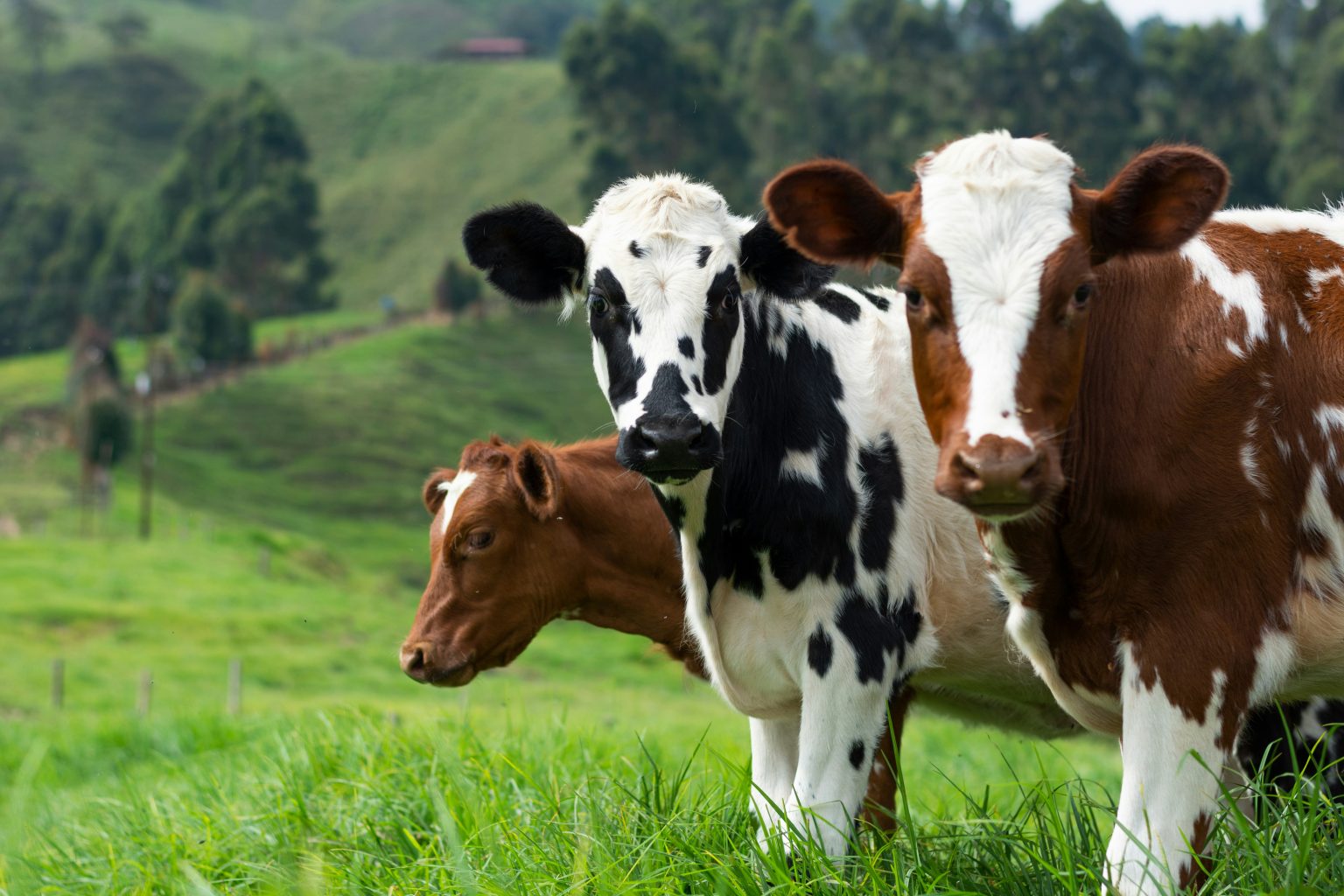 Scientific Names Of Farm Animals » Jitefarms