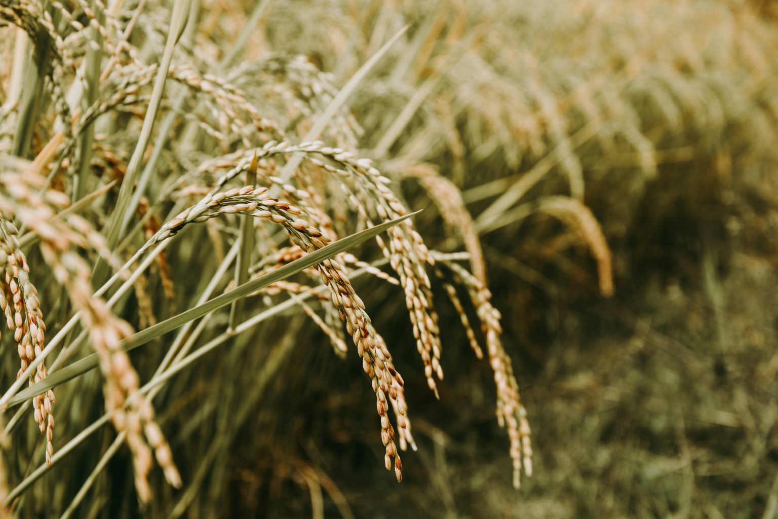 Cereal Crops Examples » Jitefarms