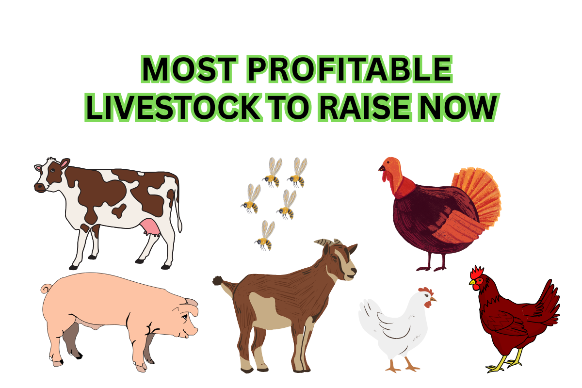 Annual Crops » Jitefarms